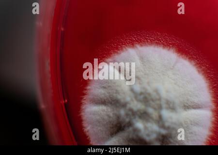 étude de moisissures et de bactéries dans une boîte de petri avec agar ...