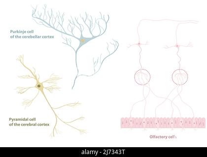 Types d'épithélium Illustration Photo Stock - Alamy