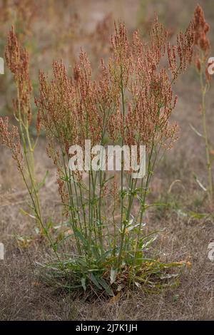 Rispen-Sauerampfer, Straußblütiger Sauerampfer, Rumex thyrsiflorus, Syn ...