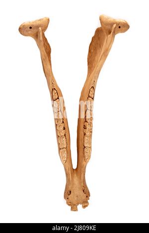 . L'anatomie de l'animaux domestiques . Anatomie vétérinaire. Fig. 138 ...