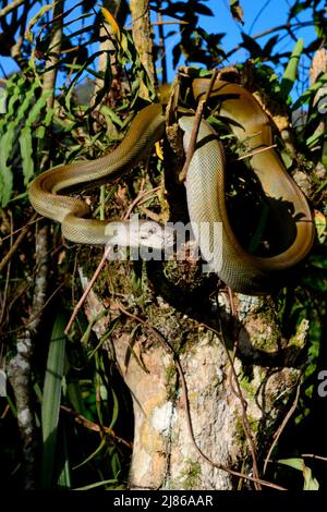 La Papouasie-Nouvelle-Python / Apodora papuana Photo Stock - Alamy