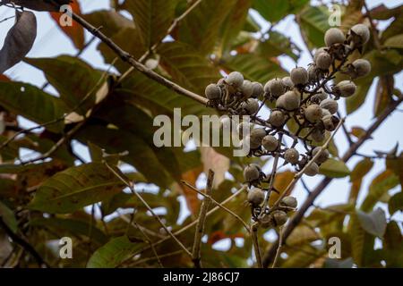 Les graines d'hévéa Photo Stock - Alamy