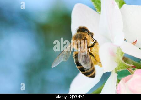 Pollinisation des pommiers par les abeilles. Abeille collectant le pollen et le nectar d'une ...