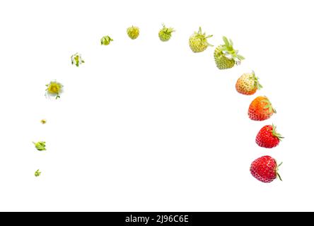 Étapes de l'élaboration d'une fraise sur la plante (à partir d'une ...