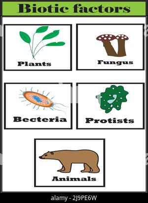 Diagramme des facteurs biotiques et abiotiques.écosystème de la nature ...