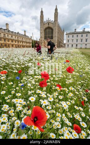 Les jardiniers David Kay et Lou Singfield ont tendance à la prairie de ...