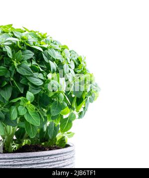 Plante grecque de basilic nain en pot d'argile isolée sur blanc Photo ...