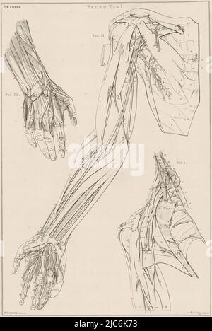 Anatomie du bras, de la main et de l'épaule ; onglet Brachii. I ...