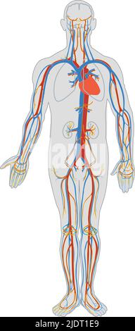 Corps humain : coeur, artères, veines et le sang Photo Stock - Alamy