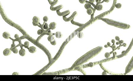 Champignons Trichophyton mentagrophytes, la cause du pied de l'athlète ...