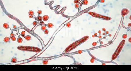 Champignons Trichophyton mentagrophytes, la cause du pied de l'athlète ...