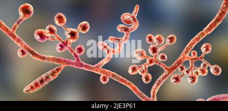 Champignons Trichophyton mentagrophytes, la cause du pied de l'athlète ...