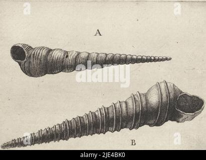 Wenceslaus Hollar Shells (Turritella terebra duplicata T. et L.) Google ...
