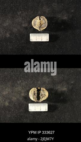 Athyris spiriferoides Eaton Photo Stock - Alamy