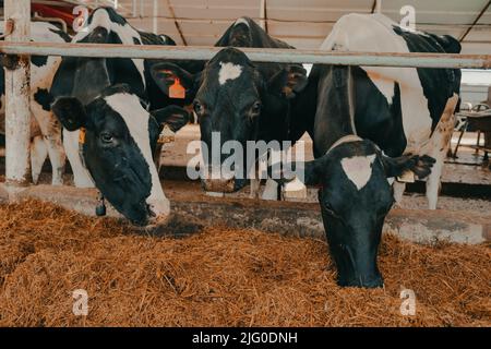 Une ferme moderne avec des vaches laitières. Race Goldstein. Élevage de ...