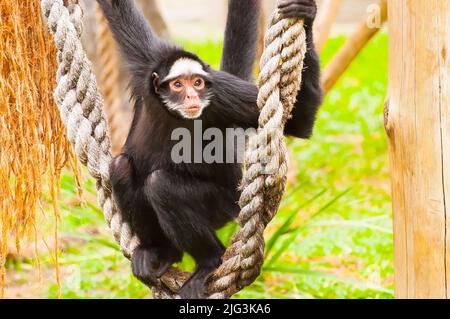 Singe araignée, un animal très commun trouvé dans la forêt amazonienne ...