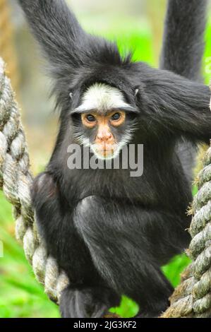 Singe araignée, un animal très commun trouvé dans la forêt amazonienne ...