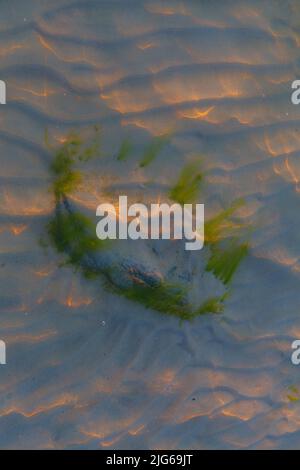 Pierres avec des algues sous l'eau avec des reflets de lumière du ...