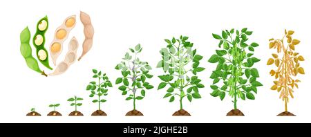 cycle de vie d'une plante de haricot. Stades de croissance de la graine ...