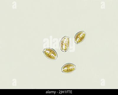 Algues Amphora sous forme de vue microscopique, diatomées marines et d ...