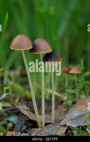 Panaeolus, un saprotrophe copropiphile qui pousse sur des excréments de ...