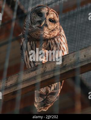 Gros plan d'un hibou barré qui est à l'origine de la caméra depuis la ...