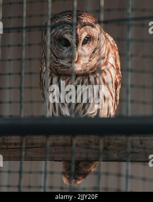 Gros plan d'un hibou barré qui est à l'origine de la caméra depuis la ...