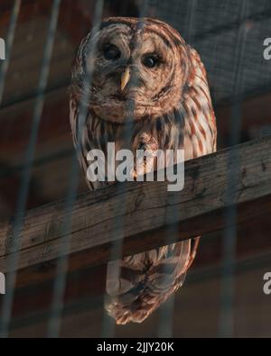 Gros plan d'un hibou barré qui est à l'origine de la caméra depuis la ...