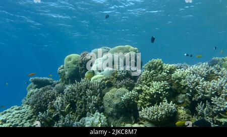 Beaux poissons multicolores de la mer rouge sur l'épaisseur de l'eau ...