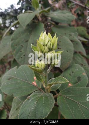 Clerodendrum malheureusement bourgeon de fleur se préparer ...