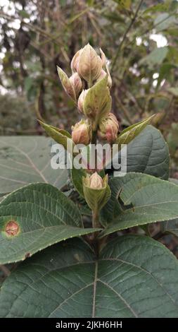 Clerodendrum malheureusement bourgeon de fleur se préparer ...