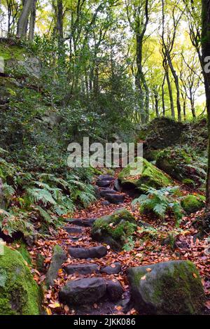 La belle nature dans la région de Mullerthal au Luxembourg, avec les ...