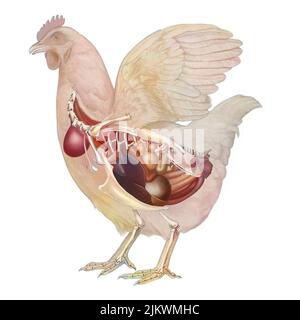 Anatomie de la poule avec son système osseux Photo Stock - Alamy