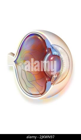Anatomie de l'œil avec lentille, veines rétiniennes et artères Photo ...