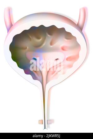 Vessie urinaire avec urothlium (épithélium transitoire), tissu ...