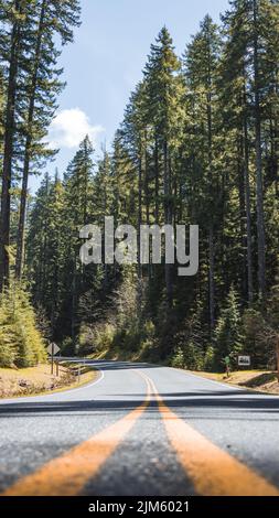 Plan vertical d'une route étroite construite dans la forêt d'El Paredon ...