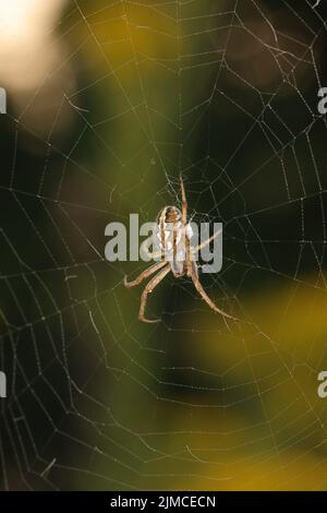 Neoscona adianta (Orbweaver bordé) Une araignée de taille moyenne avec ...