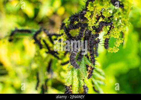 Beaucoup de chenilles noires du paon papillon sur les nettles gros plans, arrière-plan flou. Une ...