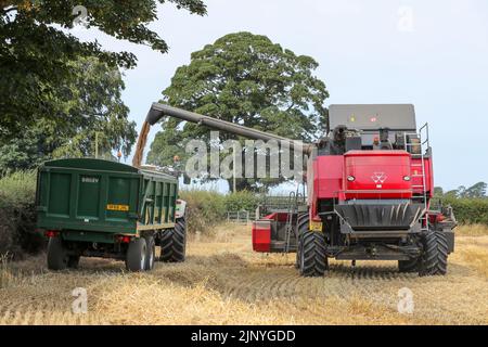 Agriculteur utilisant une moissonneuse-batteuse Activa 7345S de Massey ...