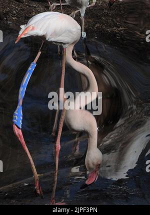 MWPFLAMINGO Keepers à Marwell Wildlife près de Winchester dans le ...