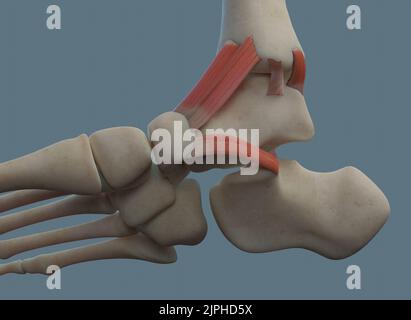 Anatomie de l'articulation de la cheville humaine, y compris les ...