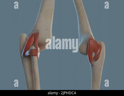 Anatomie des articulations du coude, y compris les ligaments et les os ...