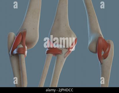 Anatomie des articulations du coude, y compris les ligaments et les os ...