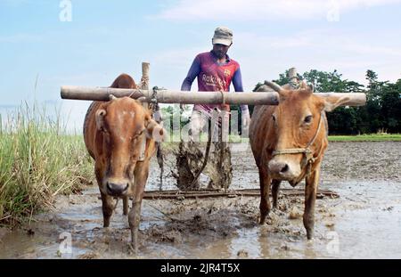 Sylhet, Sylhet, Bangladesh. 22nd août 2022. Un agriculteur laboure la ...