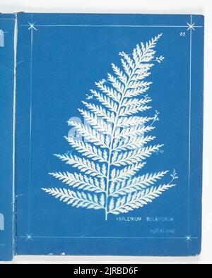 Asplenium Bulbiferum. De l'album: New Zealand fougs. 148 variétés, 1880 ...