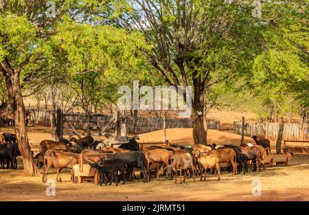 Élevage de moutons et de chèvres dans le biome brésilien de Caatinga ...