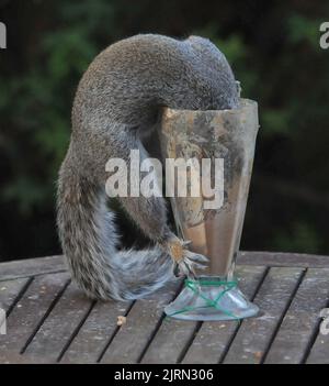Quel smoothie. Cet écureuil gris est fou du smoothie aux arachides d ...