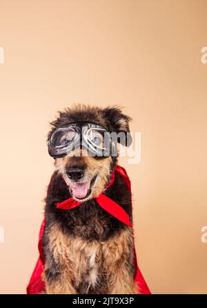 Chien mongrel drôle avec une cape rouge et des verres habillés comme un ...