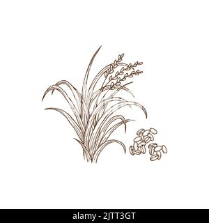 Panicule de riz grain,,feuilles,céréales,jardin,récolte,ferme ...