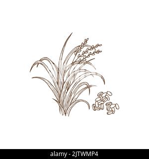 Panicule de riz grain,,feuilles,céréales,jardin,récolte,ferme ...